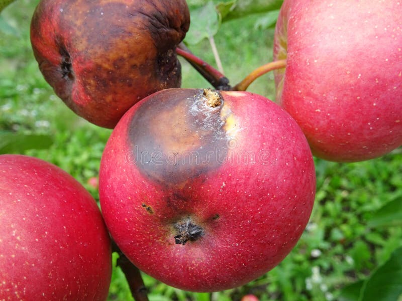 Garden Diseases, Spoiled Apple Harvest Stock Image - Image of beautiful ...