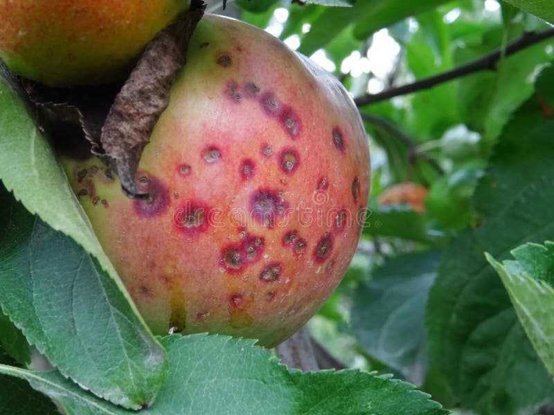 Garden Diseases, Spoiled Apple Harvest Stock Image - Image of green ...