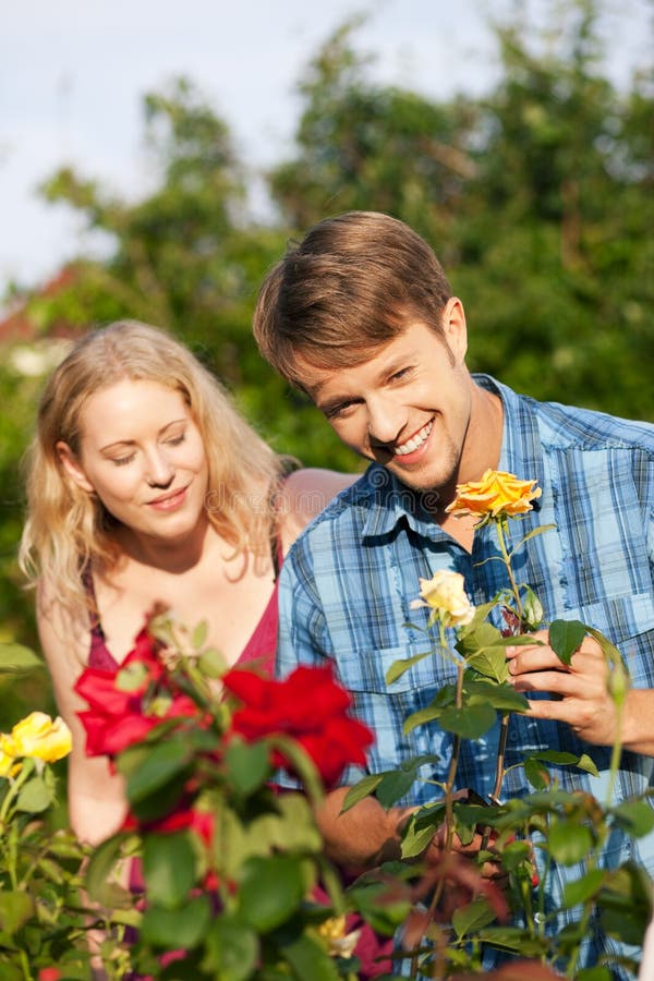 Garden â€“ Doing Gardening Work with Roses Stock Photo - Image of ...