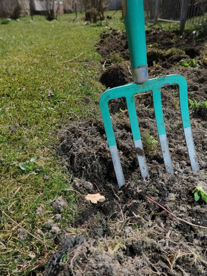 Garden dung fork stock image. Image of spring, planting - 81147349