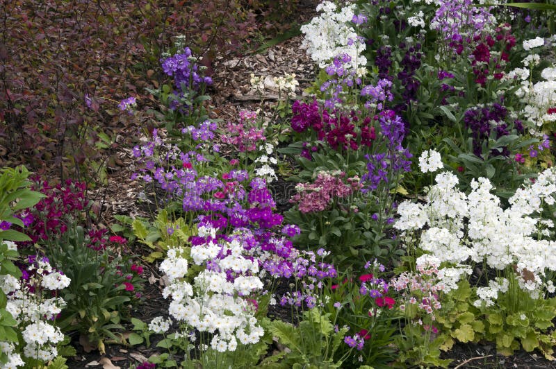 Garden of Early Spring Flowers Stock Photo - Image of nature, bloom ...