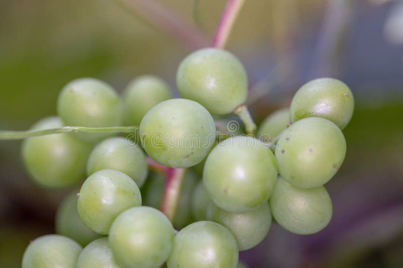 Garden in Early Summer, Ripening Fruit Grape Stock Image - Image of ...