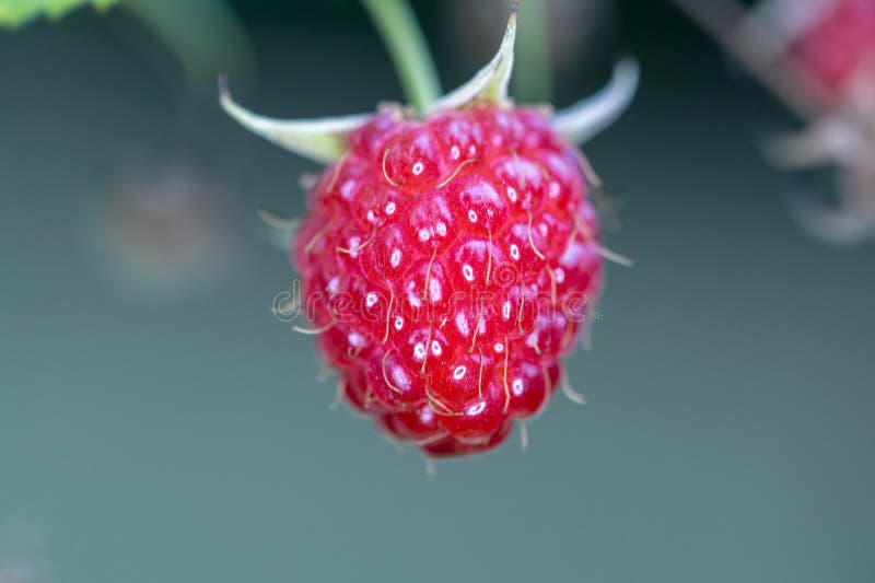Garden in Early Summer, Ripening Fruit, Raspberry Stock Photo - Image ...