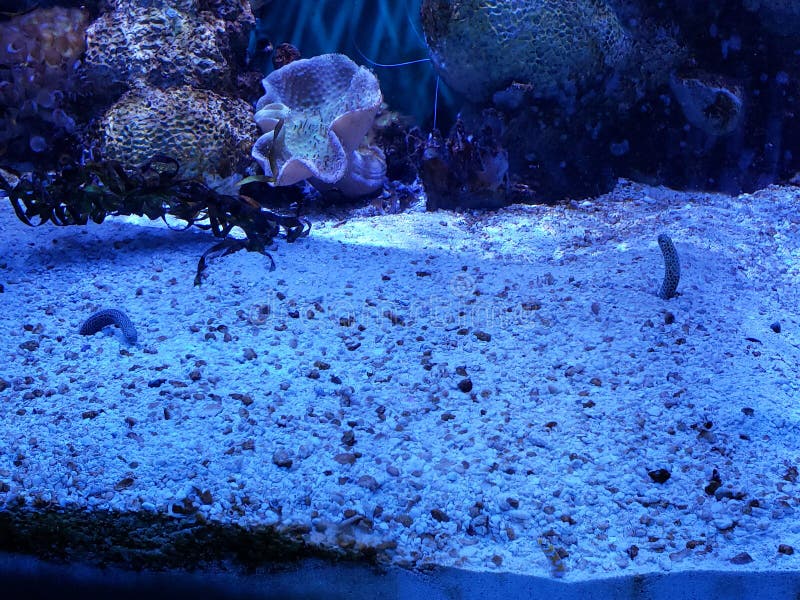 Garden Eel at the zoo stock photo. Image of garden, minnesota - 152830194
