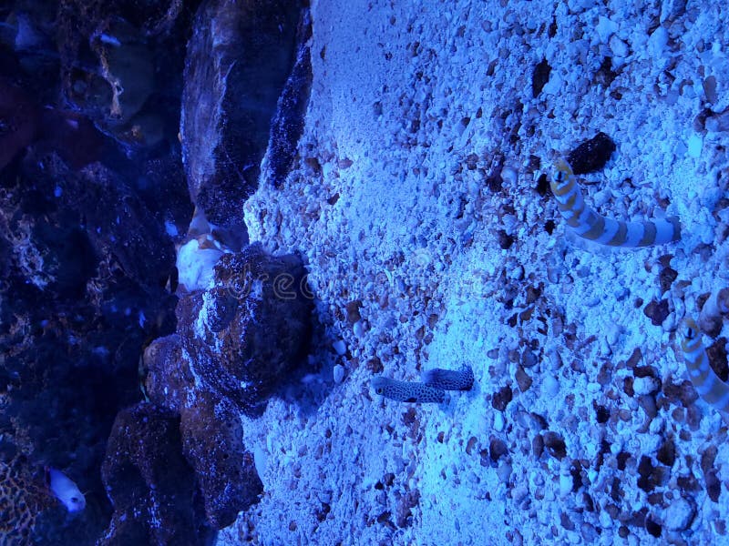 Garden Eels at the zoo stock image. Image of eels, minnesota - 152830041