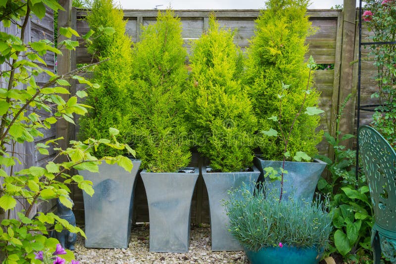Garden with Evergreen Trees in Containers. Stock Image - Image of ...