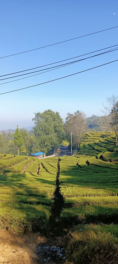 The Garden Expanse is Very Wide and Beautiful Stock Photo - Image of ...