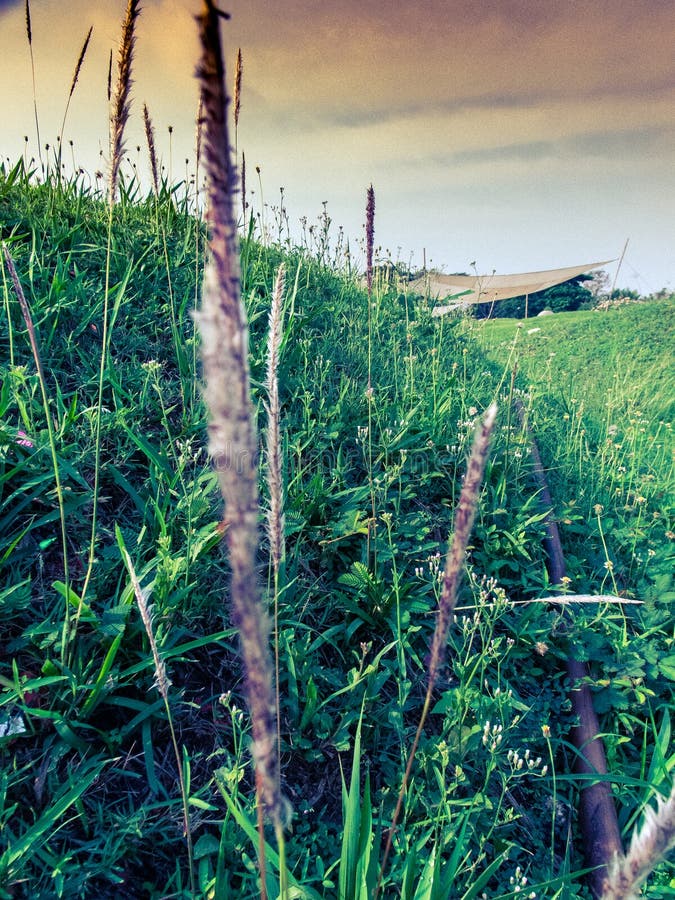 Garden in fairy view stock image. Image of garden, dark - 69521359