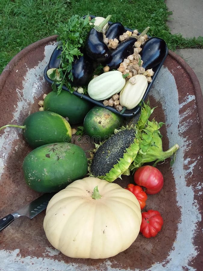 Garden fall harvest stock image. Image of squash, watermelon - 127065439