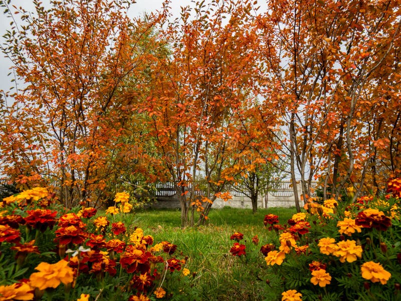Garden during the Fall, Red Leaves on the Trees. Stock Photo - Image of ...