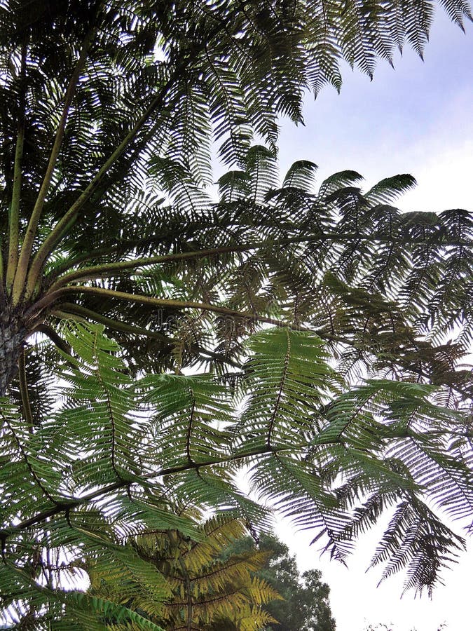 Garden Ferns in Extreme Contrast Stock Image - Image of spruce, produce ...