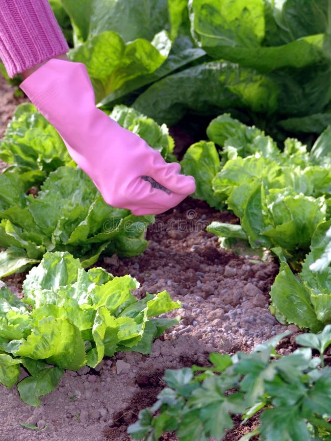 Garden fertilizing stock image. Image of fertilize, fertilization ...