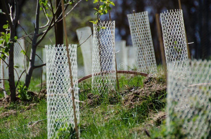 Garden Filled with Seedlings Protected by White Mesh Protector Tubes ...