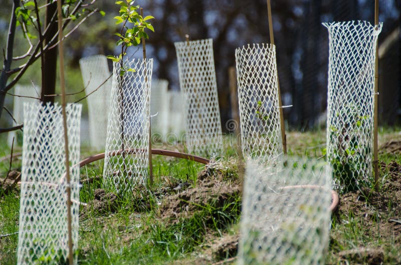 Garden Filled with Seedlings Protected by White Plastic Mesh Protector ...