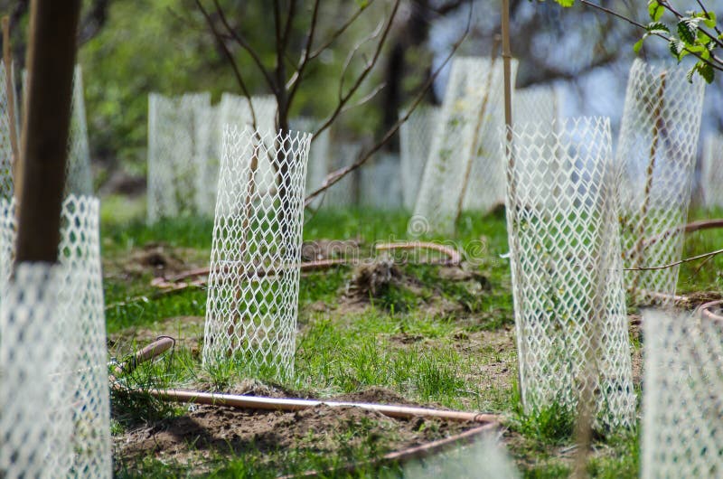 Garden Filled with Seedlings Protected by White Plastic Mesh Protector ...