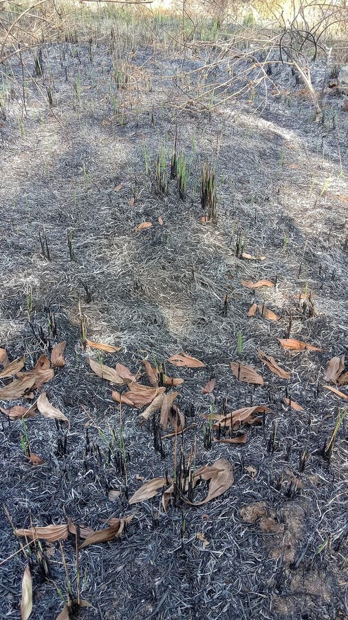 Natar Area Stock Photos - Free & Royalty-Free Stock Photos from Dreamstime