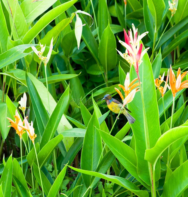Garden Flora and Fauna stock photo. Image of ginger, spice - 14623574
