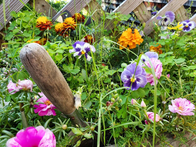 Garden Flower Bed with Spade Stock Photo - Image of leaf, closeup ...