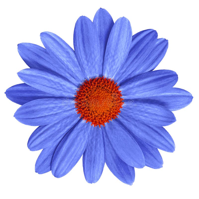 Red Daisy Clipart