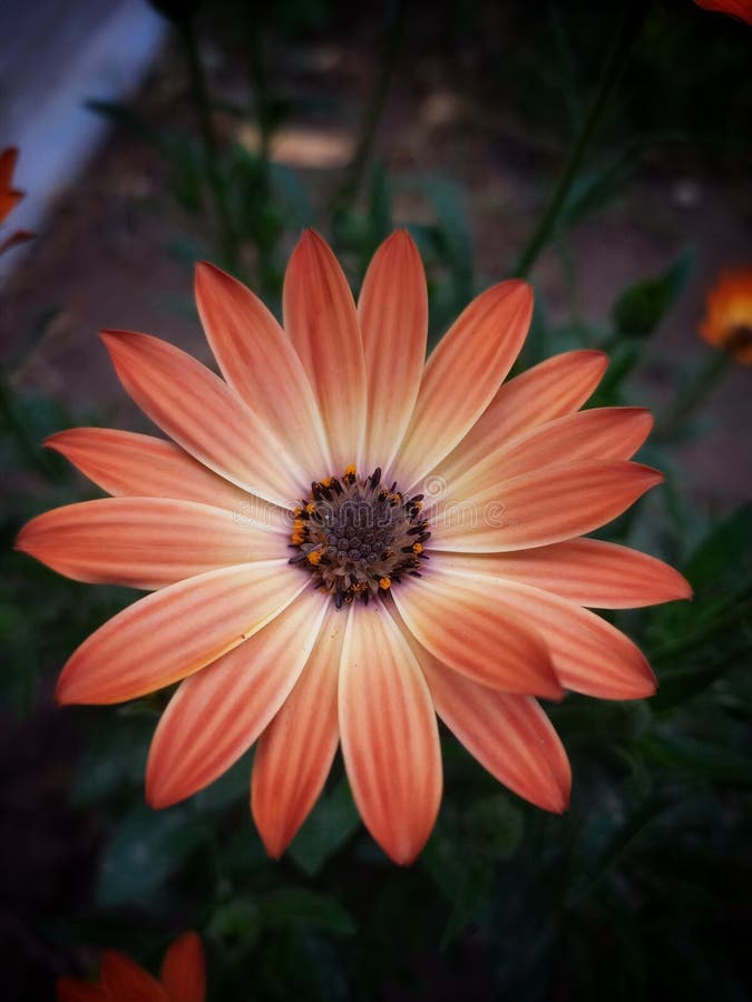 Garden Flower colour stock photo. Image of nature, leaf - 256985366