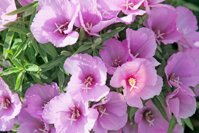 Garden flower Godetia stock image. Image of background - 24865691