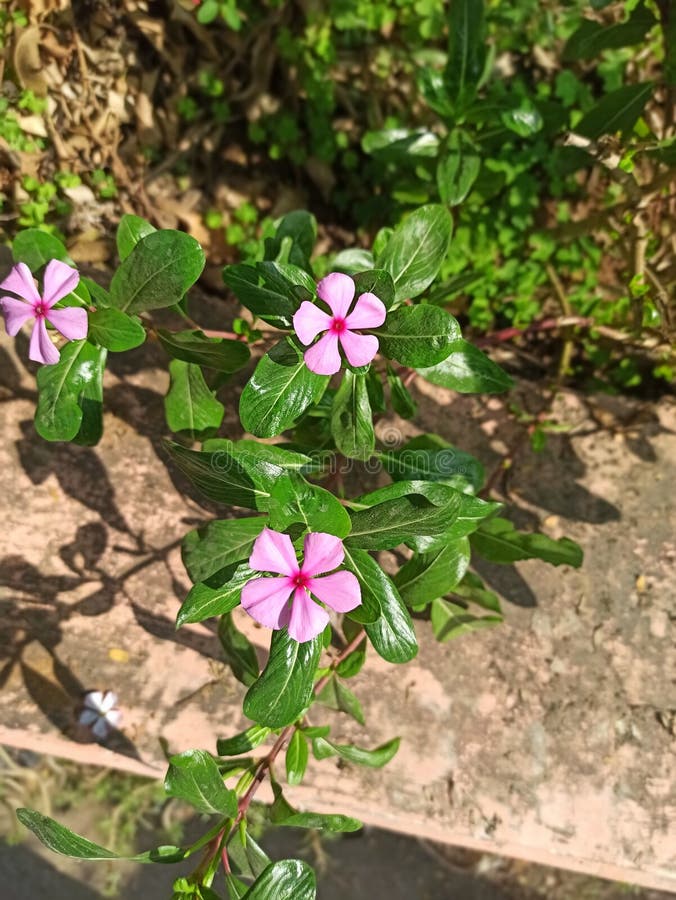 Garden flower image stock photo. Image of flower, odisha - 169310888