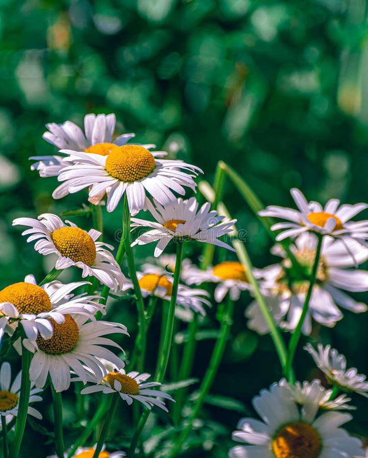 Garden flower stock image. Image of garden, nature, green - 194860165