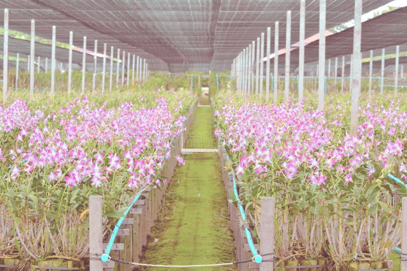 Garden flower orchid farm stock photo. Image of leaf - 45599638