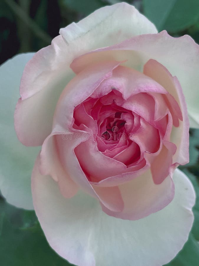 Garden Flowering Roses in a Vintage Style. Summer 2023 Stock Image ...