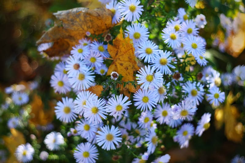 Garden flowers in autumn stock image. Image of autumn - 129896877
