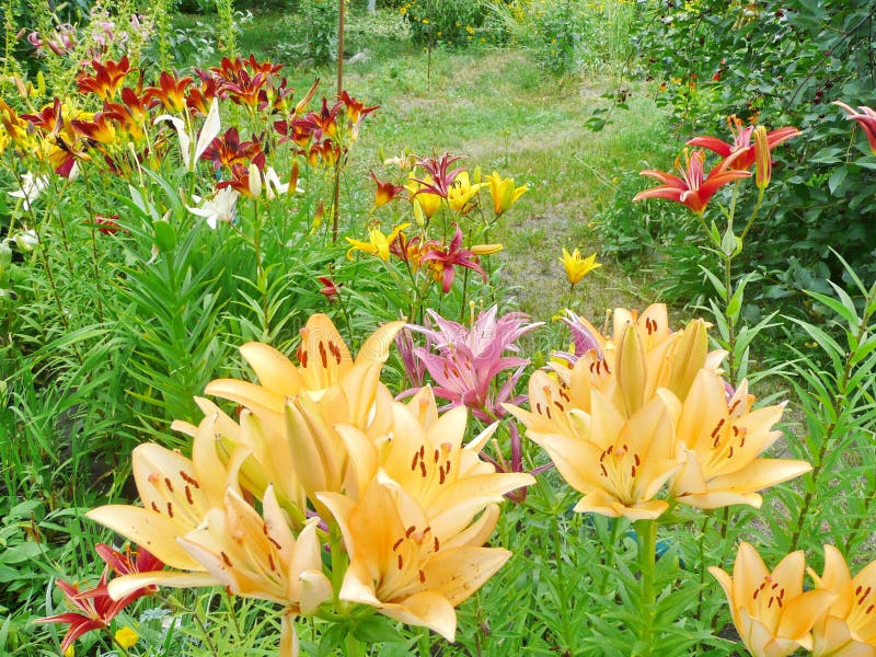 Garden Flowers. Colorful Lilies Stock Photo - Image of gardening ...