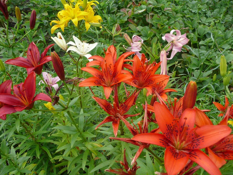 Garden Flowers. Colorful Lilies Stock Photo - Image of flowers, rough ...