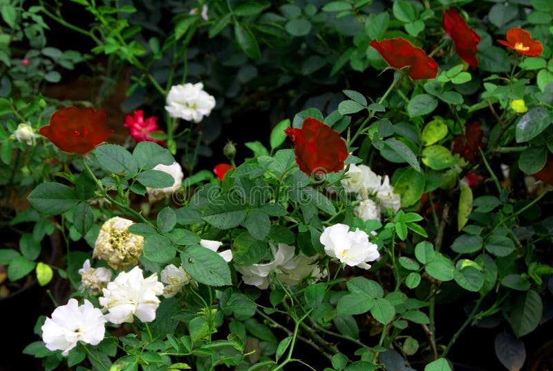 Garden Flowers of Different Colours and Shapes Stock Image - Image of ...