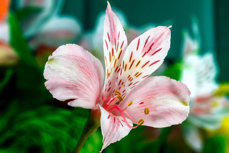 Garden Flowers on a Green Background Alstroemeria Stock Image - Image ...