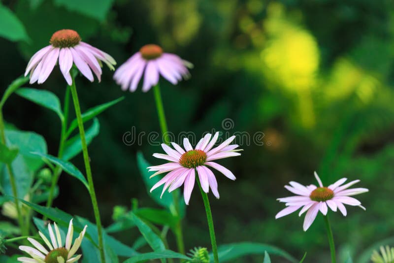 Garden flowers stock photo. Image of flower, color, flowers - 42340582