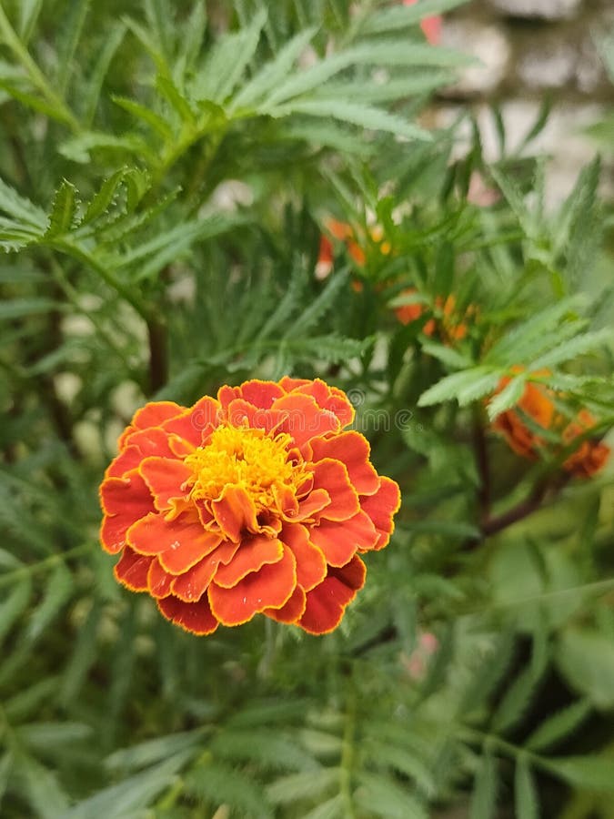 Durango Marigolds Stock Photos - Free & Royalty-Free Stock Photos from ...