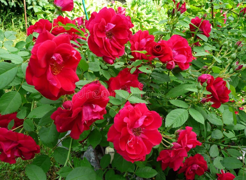 Garden flowers. Red roses. stock photo. Image of beautiful - 85923724