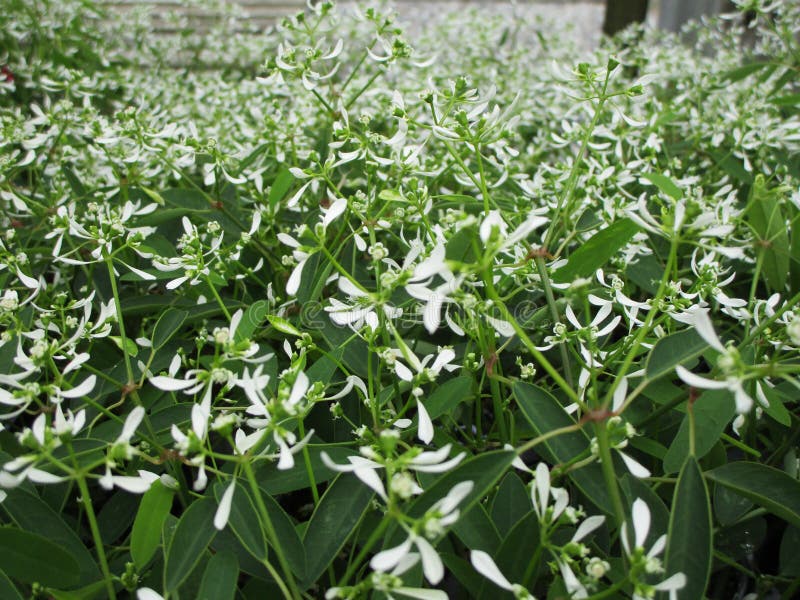 Garden Flowers with White Petals Stock Photo - Image of nature, dust ...