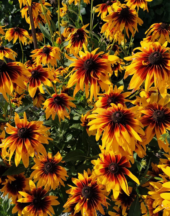 Garden flowers yellow stock photo. Image of herb, leaf - 192432138