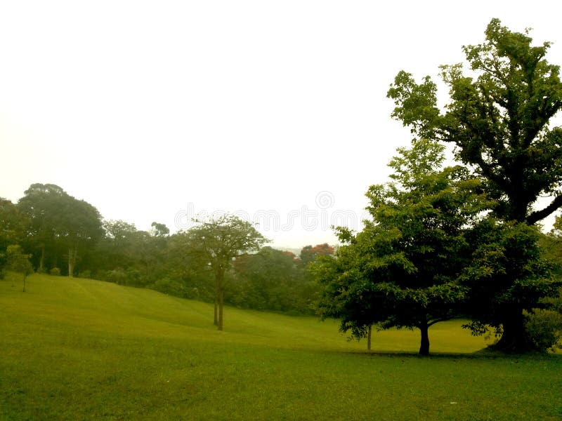 Garden in the Forest stock image. Image of forest, green - 56394025