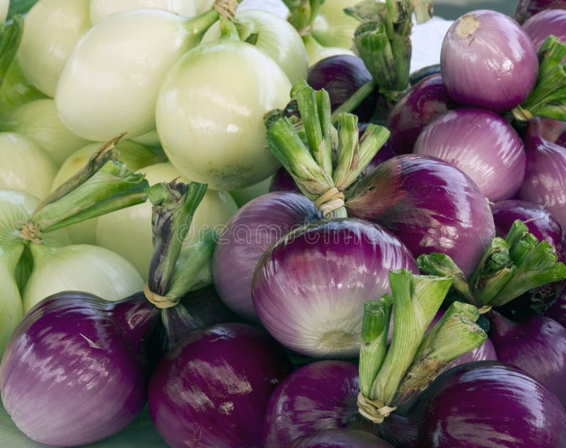 Garden fresh onion bulbs stock image. Image of harvest - 11112871