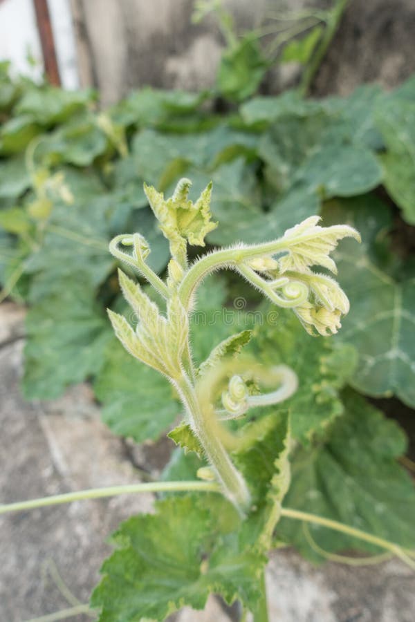 Garden Fresh Pumpkin Shoot and Green Leaf Stock Image - Image of ...