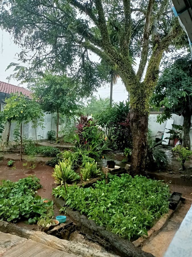 A Garden in Front of House.look so Refreshing and Beautifull Stock ...