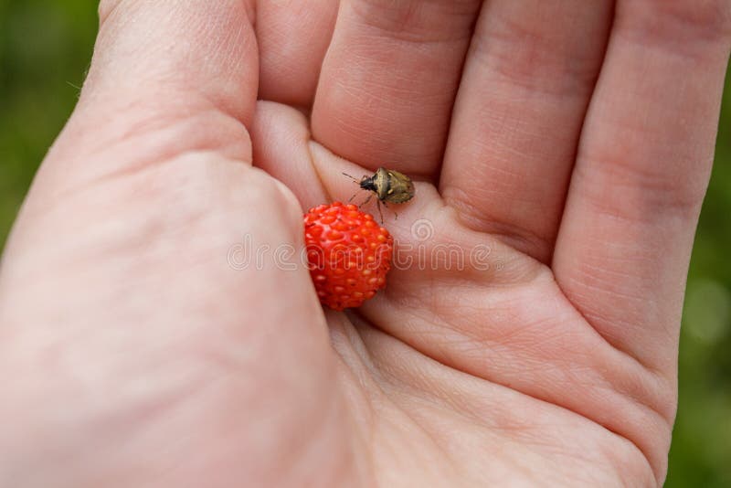 1,339 Bug Berry Stock Photos - Free & Royalty-Free Stock Photos from ...
