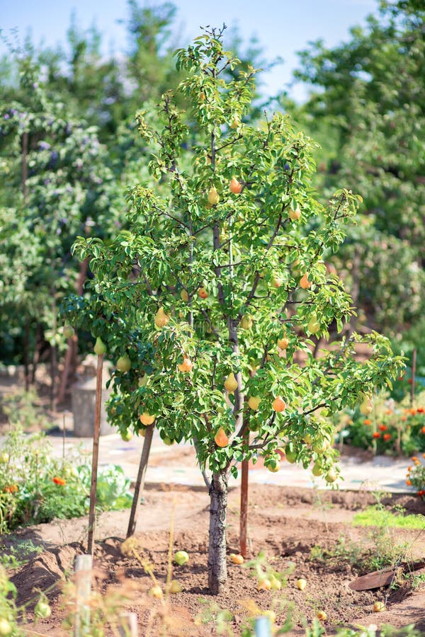 Garden Fruit Tree. a Pear Grows on a Personal Plot Stock Photo - Image ...