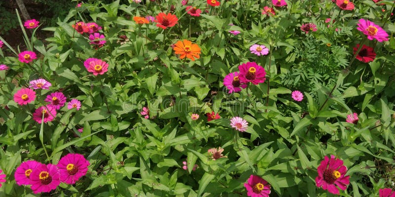 Garden with Full of Flowers Stock Photo - Image of blossom, wildflower ...
