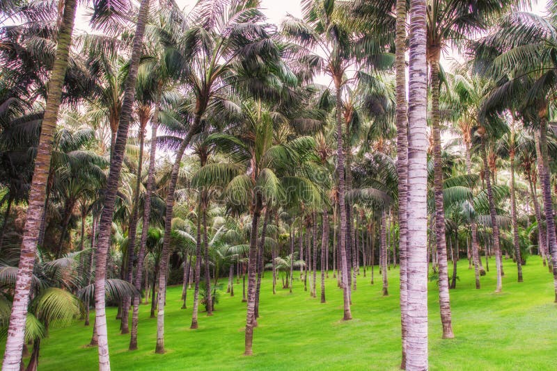 Garden full of palm trees stock image. Image of environment - 247696735