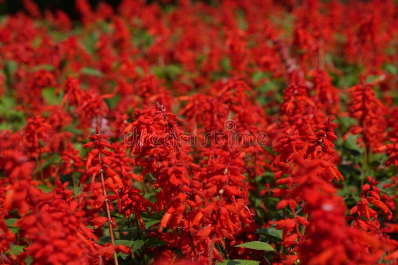 The Garden is Full of Red Flowers Editorial Stock Photo - Image of ...