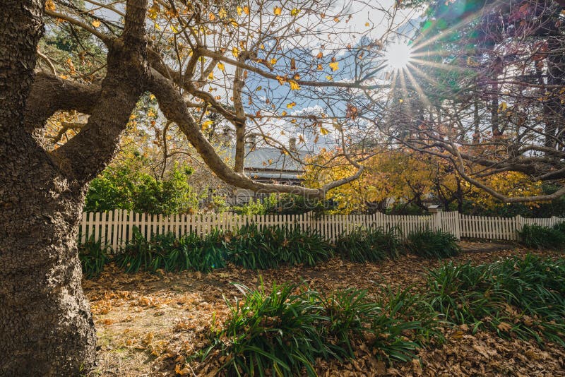 Garden Full of Trees with Autumn Leaves Stock Image - Image of ...