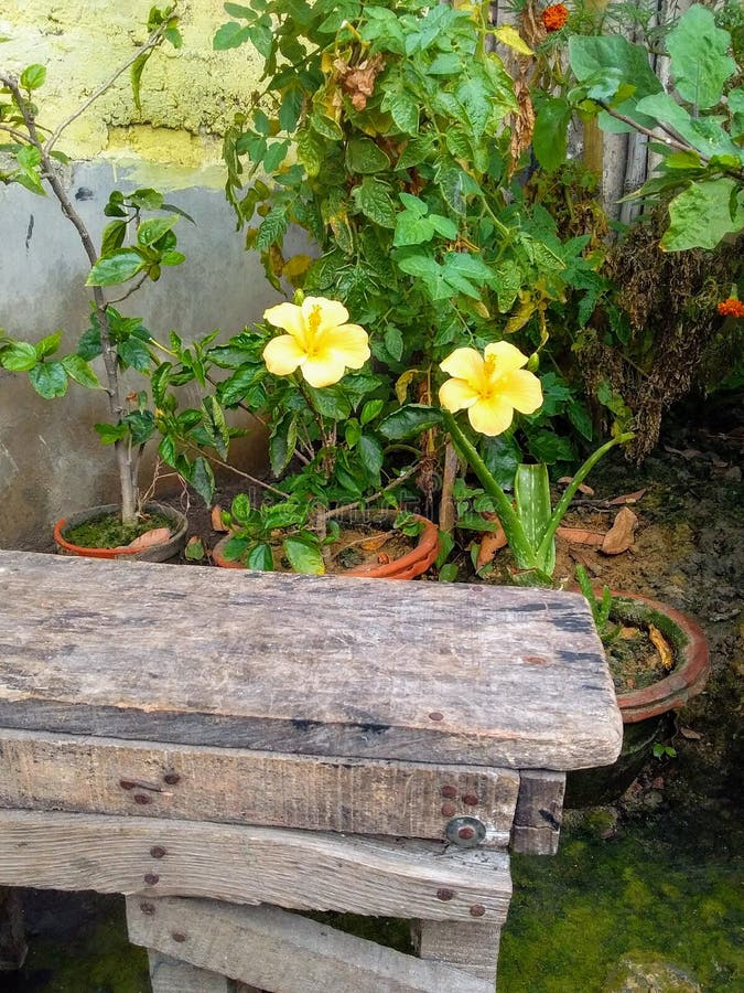 Garden Gardening Little Park Nature Theme Stock Image - Image of flower ...